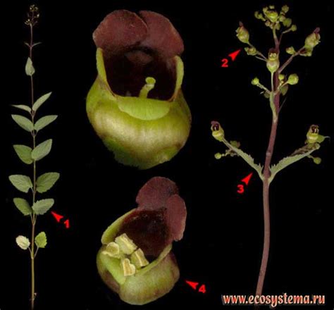 Норичник шишковатый — Scrophularia nodosa L.: фотография и описание