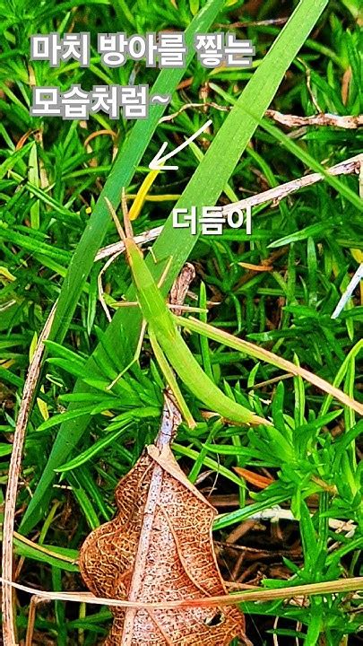 방아깨비는 메뚜기과에서 가장 길고 큰편에 속하는 한해살이곤충 방아깨비 Youtube