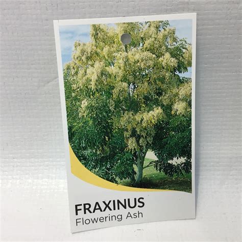 Flowering Ash Fraxinus Formosa Gardens Nursery Ballarat