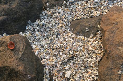 해변 해안선 전망에 의해 바다 조개로 덮여 모래 해변의 이미지 조개 껍질은 어두운 모래 유목과 바위 포트 코치 비치 휴가 휴가 코친 케랄라 남인도에서 조개 벽지 배경 사진과