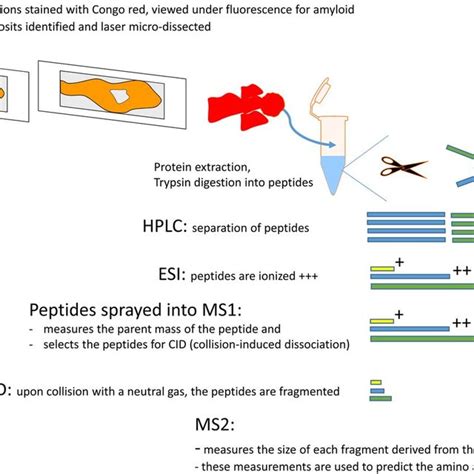 Pdf Proteomics And Mass Spectrometry In The Diagnosis Of Renal Amyloidosis