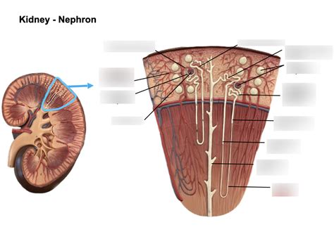 Nephrons Diagram Quizlet