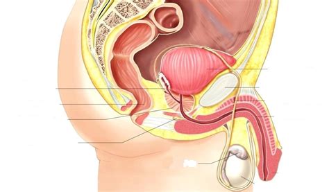 Ampulla Male Reproductive System
