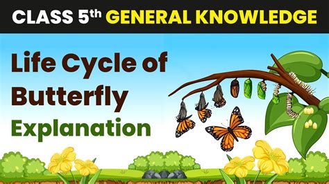 Life Cycle Of Butterfly Explanation Class 5 General Knowledge