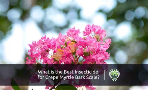 Top 10 Crepe Myrtle Varieties