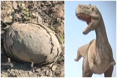 Rare Dinosaur Egg বিরল আবিষ্কার মধ্যপ্রদেশে মিলল ডাইনোসরের ডিমের ভিতর ডিম