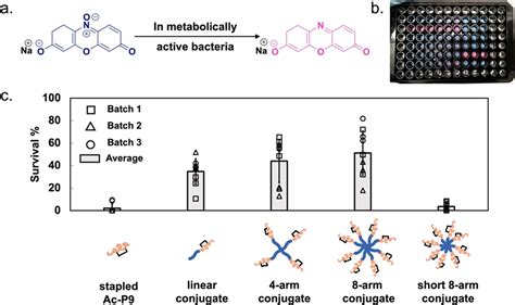 Antimicrobial Peptide Poly Ethylene Glycol Conjugates Connecting Molecular Architecture