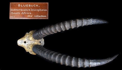 Horns In The Natural History Museums Collection Confirmed To Be From Extinct Bluebuck Antelope