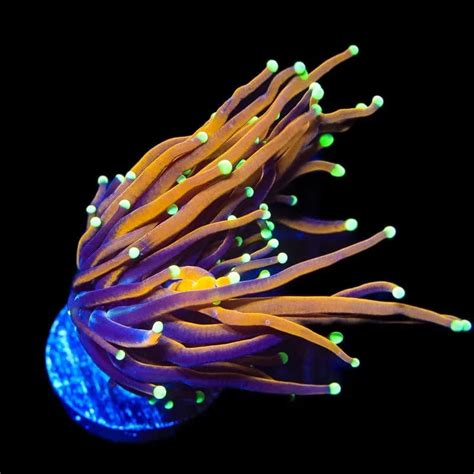 Tsa Jester Insanity Torch Coral Top Shelf Aquatics