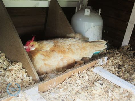 Hibiscus House Mad As A Setting Hen