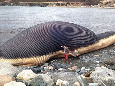 Rumors Of Rotting Whale Carcass Exploding Are Overblown Canadian