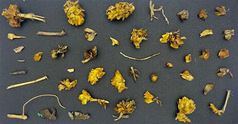 Rice Detection Object Detection Dataset By Rice