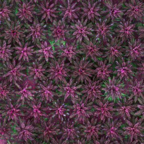 Yolov8 Coba Object Detection Model By Seto