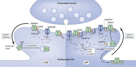 LTP LTD Formation Or Deficit Detection Creative Bioarray