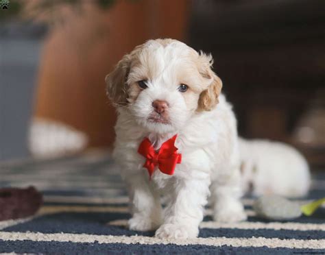 Alfie Cockapoo Puppy For Sale In Ohio