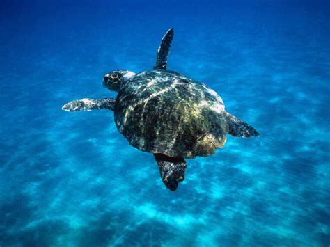 Loggerhead Turtle Sea Turtles Species Wwf