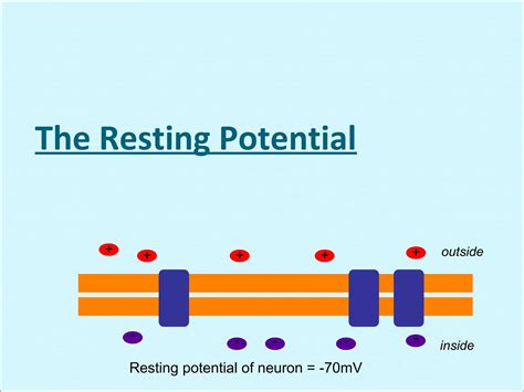 Membrane Potential Action Potential Ppt