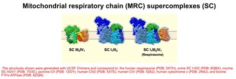 Mitochondrial Respiratory Supercomplexes A Focus On Cox7a Isoforms Proteintech Group