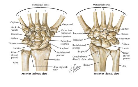 Анатомия на китка гривнена става Orthopedy Bg Български ортопедичен портал