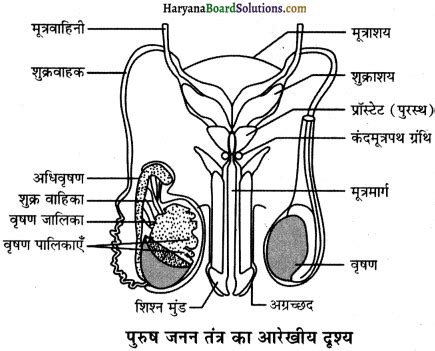 HBSE th Class Biology Solutions Chapter मनव जनन Haryana Board Solutions
