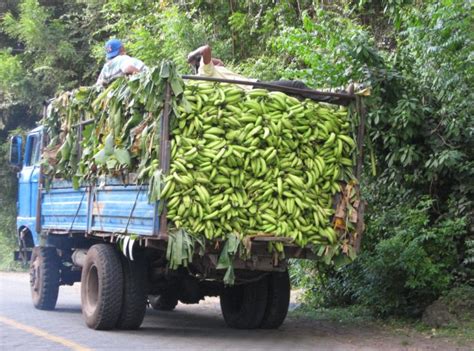 Plantains Ometepe Nicaragua Photo Of The Day Havana Times