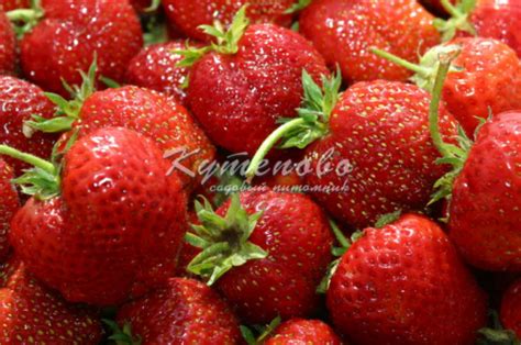 Земляника садовая Королева Елизавета II Р9 45р. Кутепово