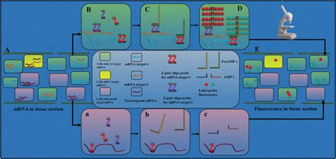 A Schematic Plan Describing The Multiplex Rnascope Ish Assay To Download Scientific Diagram