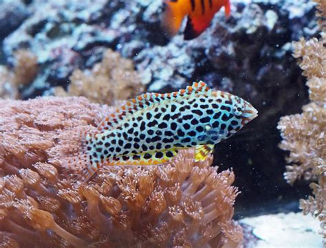 Photo Documentation Of M Meleagris Sex Change Reef2Reef