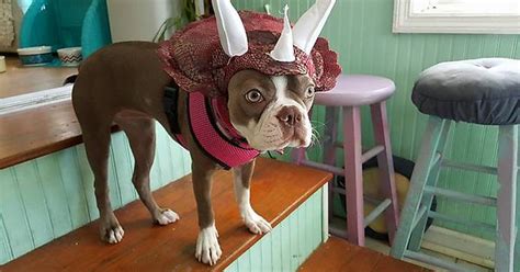 Triceratops Terrier Terror Imgur
