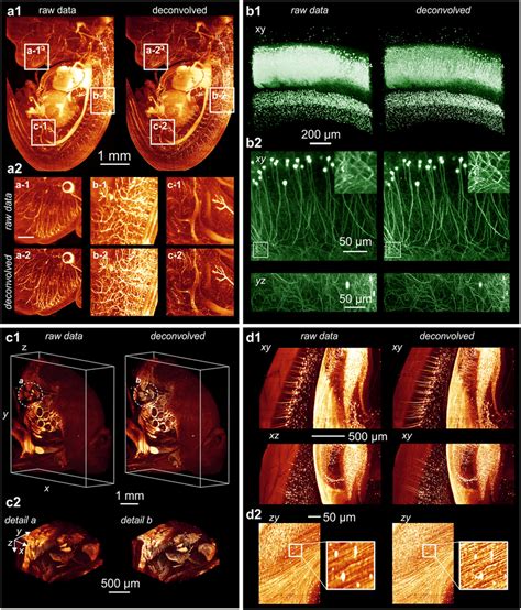 3d Reconstructions From Different Samples Prior And After Download