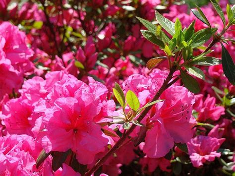 Flora Parque Ciudad Foto Gratis En Pixabay Pixabay