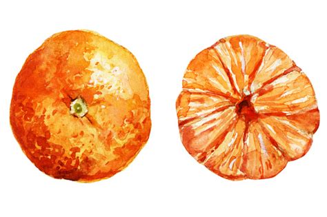 전체 오렌지와 껍질을 벗긴 오렌지 평면도 흰색으로 분리 감귤류 만다린 수채화 손으로 그린 그림입니다 감귤에 대한 스톡 벡터 아트 및 기타 이미지 Istock