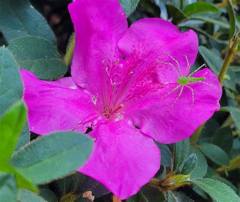 Bros Cammo Might Be A Little Off Found In Ga Rspiders