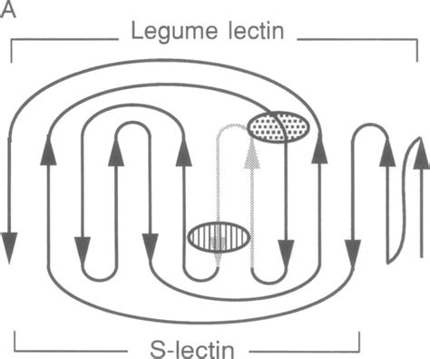 Comparison Between S Lectin And Legume Lectins A Schematic Diagram