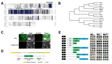 Sequence Analysis Subcellular Localization And Transactivation
