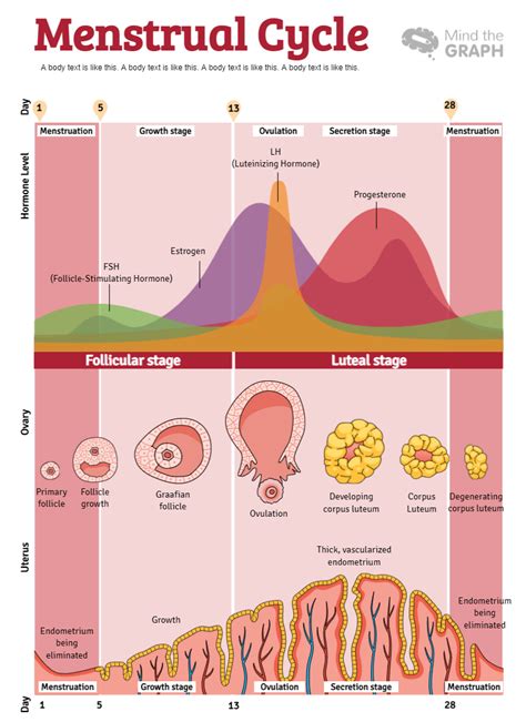 Menstrual Cycle Infographic Templates