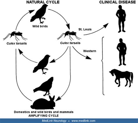 Arboviral Encephalitis Medlink Neurology