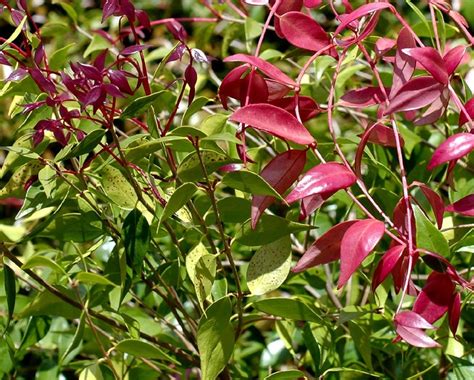 Syzygium Luehmannii Wholesale Nursery Nurseries In Melbourne