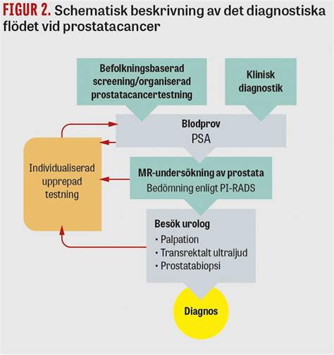 Prostatacancer Utredning Klinisk Diagnostik Och Screening