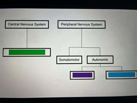 Anatomy Lecture Exam Flashcards Quizlet