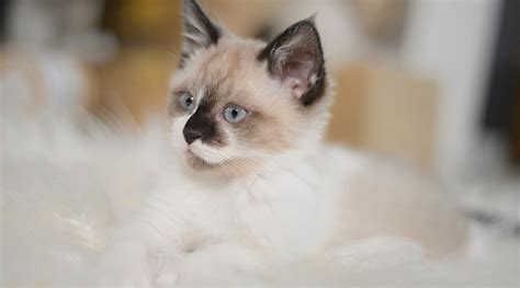 Siamese Kitten What Is It Like And How Should You Take Care Of It