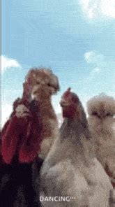 Dancing Chicken S Tenor