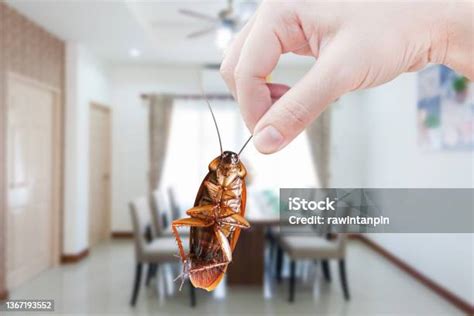 손 집 배경에 방에 바퀴벌레를 들고 방 집에 바퀴벌레를 제거 질병의 운반체로 바퀴벌레 가정의 방에 대한 스톡 사진 및 기타