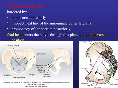Pelvis And Pelvimetry Ppt