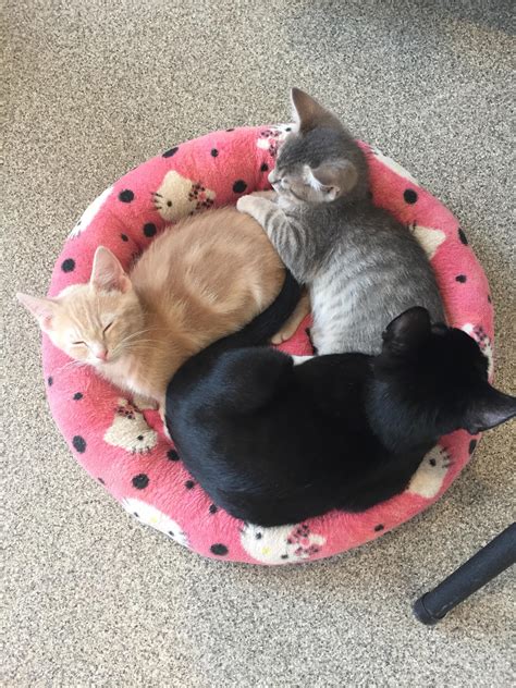 Circle Of Smols R Illegallysmolcats