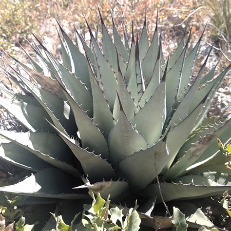 Factsheet Agave Americana Century Plant Agave Americana Nova
