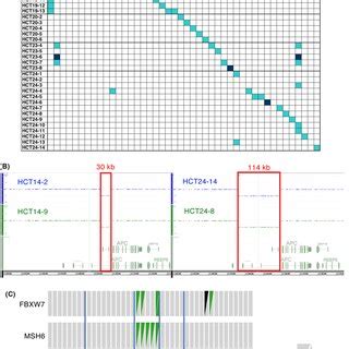 Genetic Profiling Of FAP Organoids A Targeted Sequence Of The APC Download Scientific