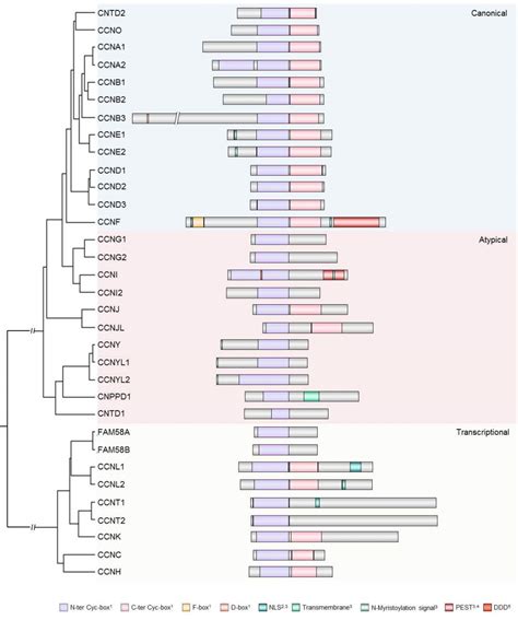Role Of The Atypical Cyclins In The Control Of Mammalian Cell Cycle Grpc Atypical Cyclins Group
