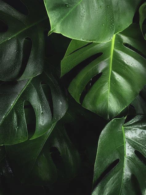 Tropical Plants Wallpapers Top Free Tropical Plants Backgrounds