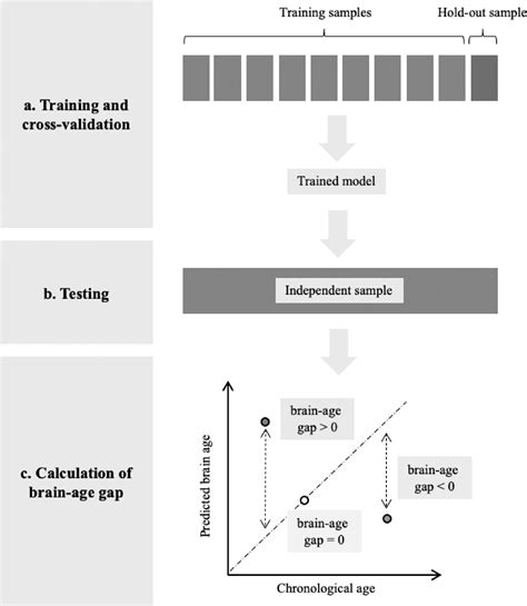 Machine Learning For Brain Age Prediction Introduction To Methods And Clinical Applications